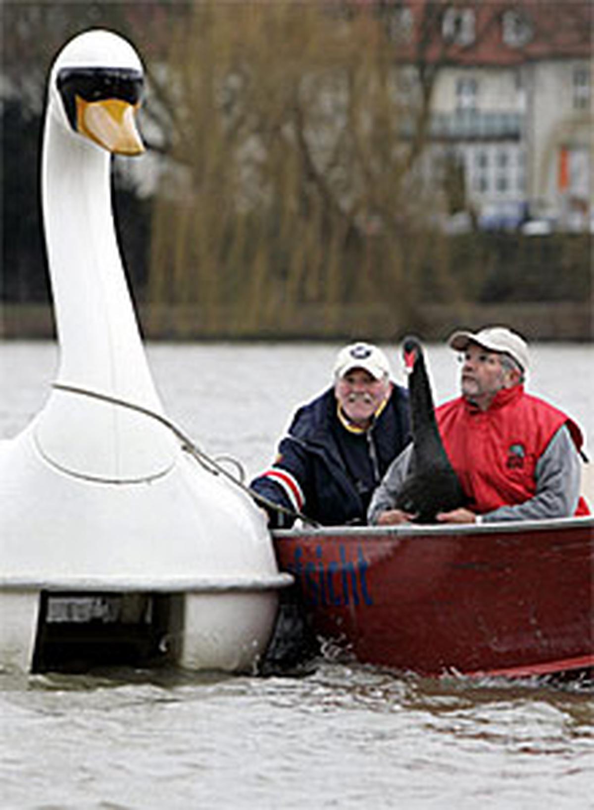 Trauerschwan Petra: Aus für die Tretboot-Liebe | DiePresse.com