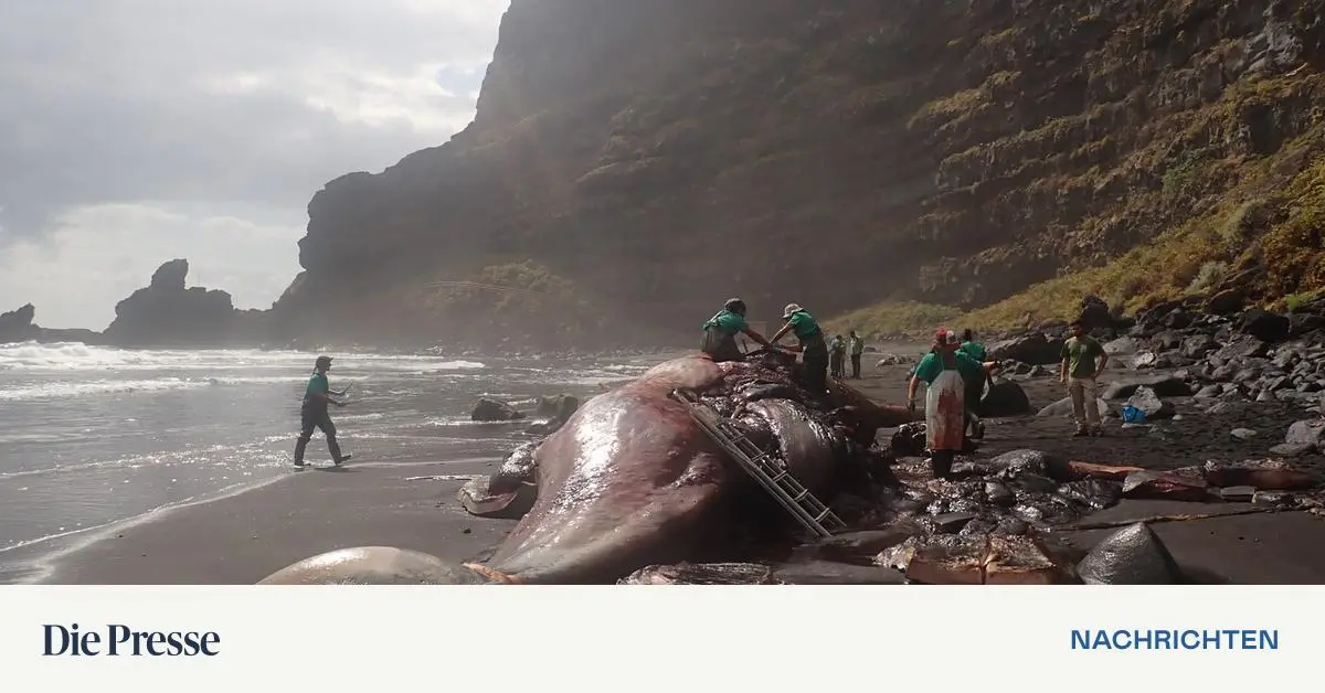 „Schwimmendes Gold“ in totem Wal entdeckt – DiePresse.com