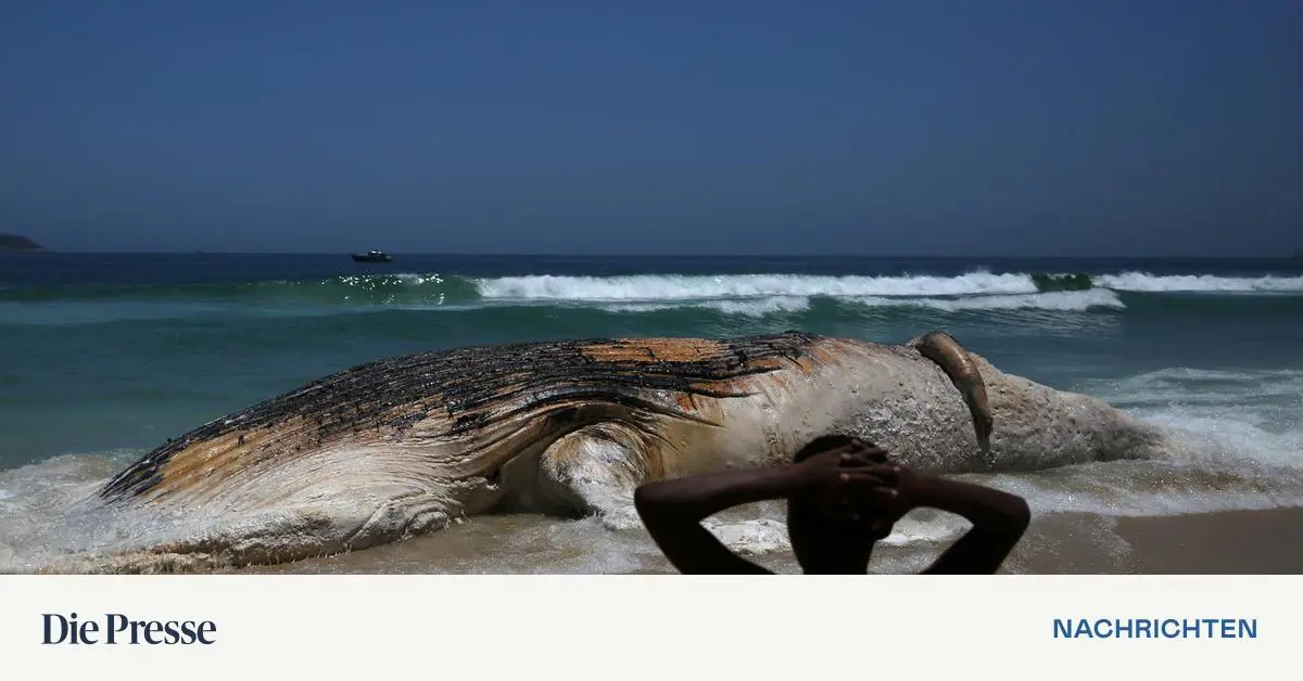 30-Tonnen-Wal am Strand in Rio de Janeiro angespült – DiePresse.com