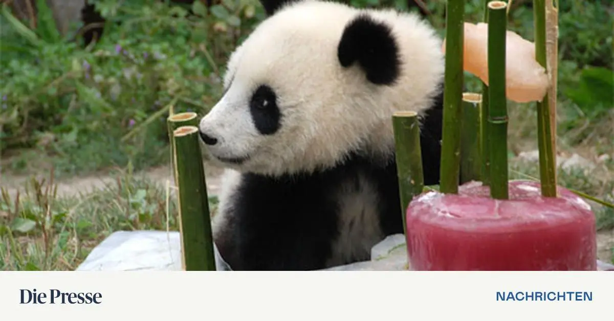 So long, Fu Long: Panda muss Wien im Winter verlassen – DiePresse.com