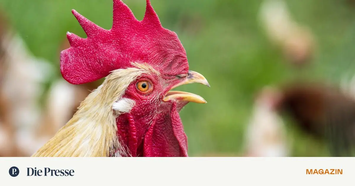 Wann krähte der erste Hahn? | DiePresse.com