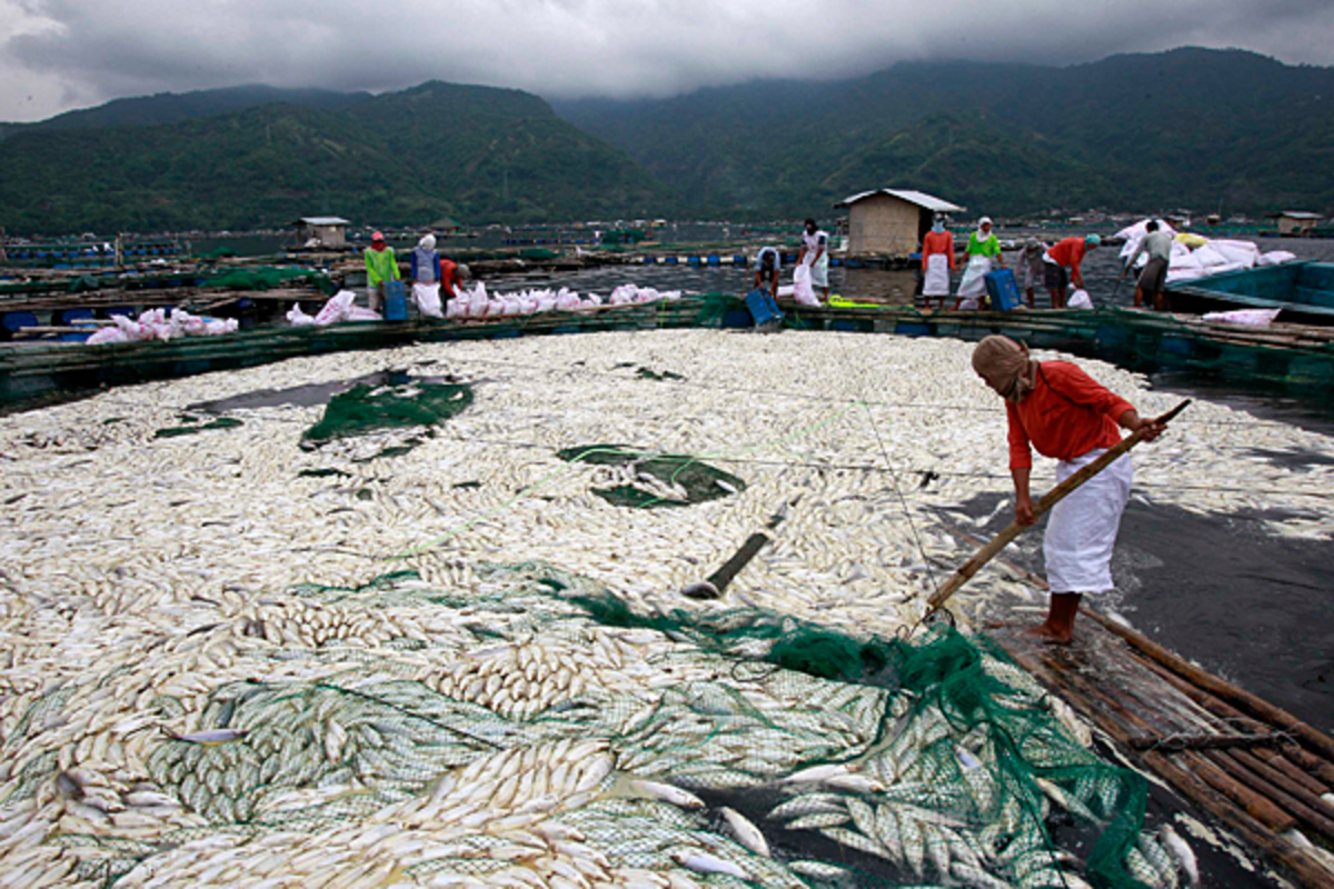 Philippinen: 750 Tonnen Fisch verfaulen in See | DiePresse.com