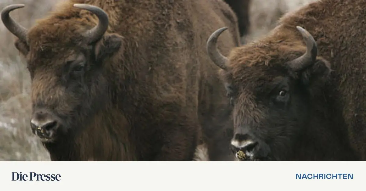 Der Bison ist wieder da. Aber ist er der Bison? – DiePresse.com