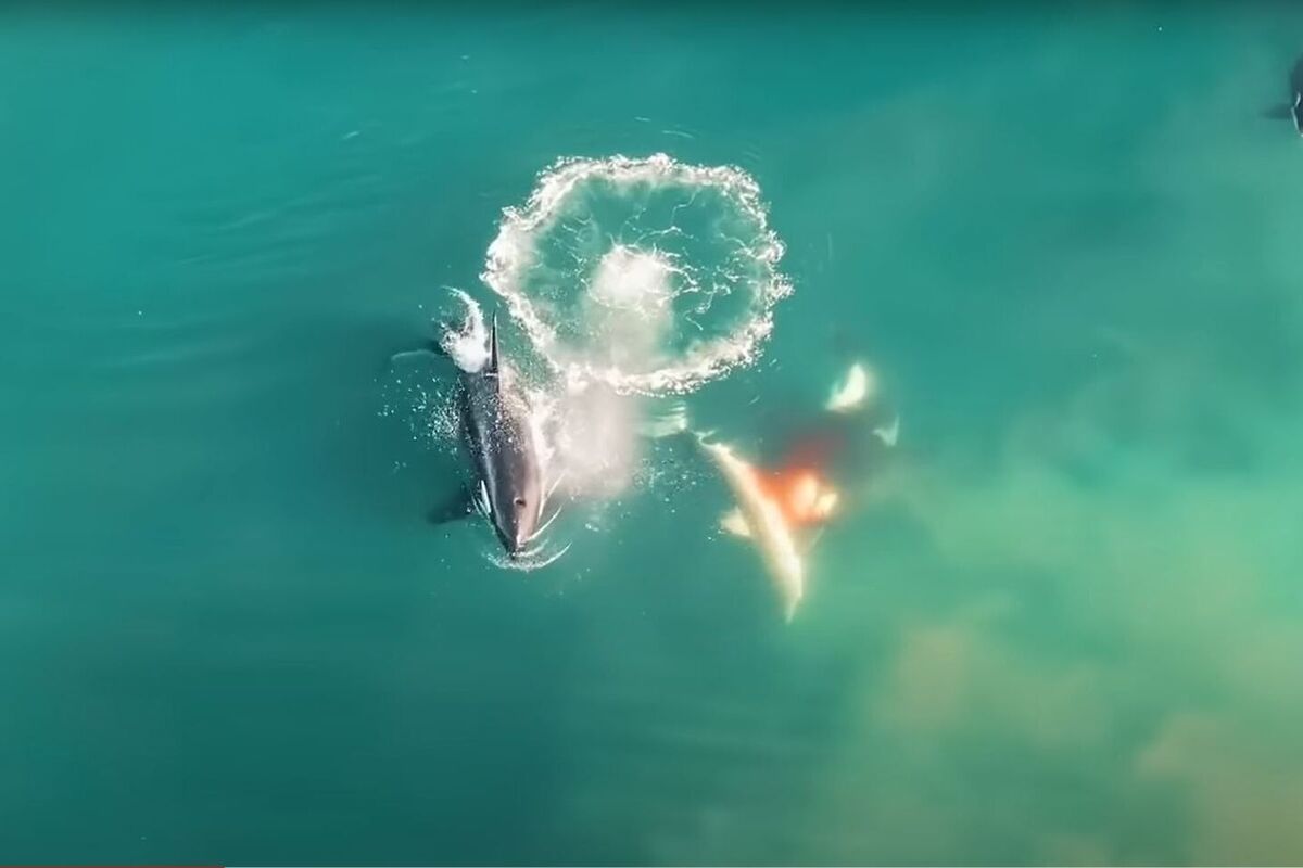 Erstes Video von Orca-Angriff auf Weißen Hai | DiePresse.com
