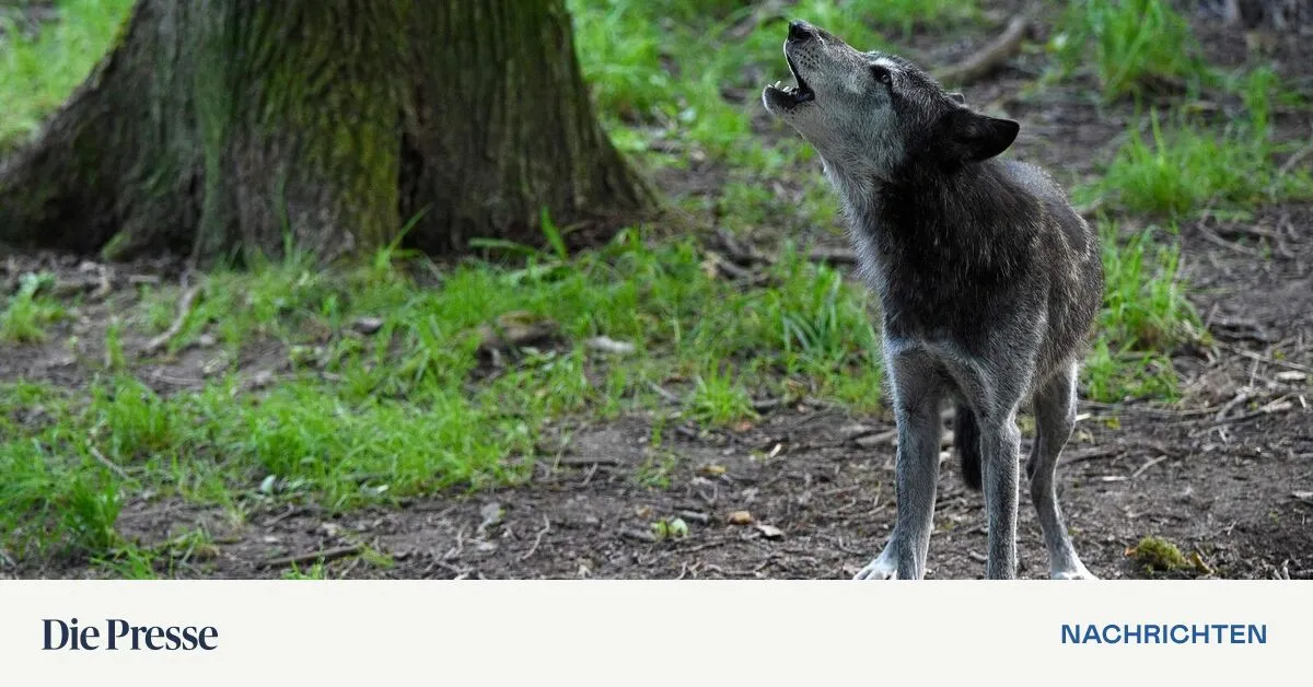 Erstmals Wolfsabschuss auf Almen im Gailtal erlaubt – DiePresse.com