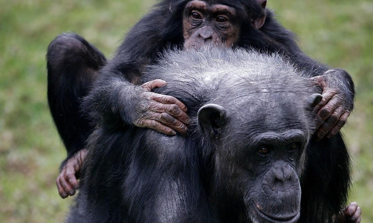 Wir küssen uns seit 4500 Jahren – DiePresse.com