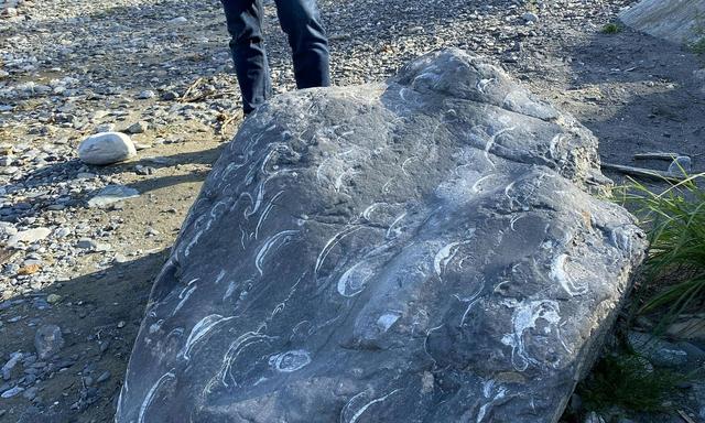 Steinblock mit 300 Millionen Jahre alten Fossilien in Kärnten gefunden – DiePresse.com