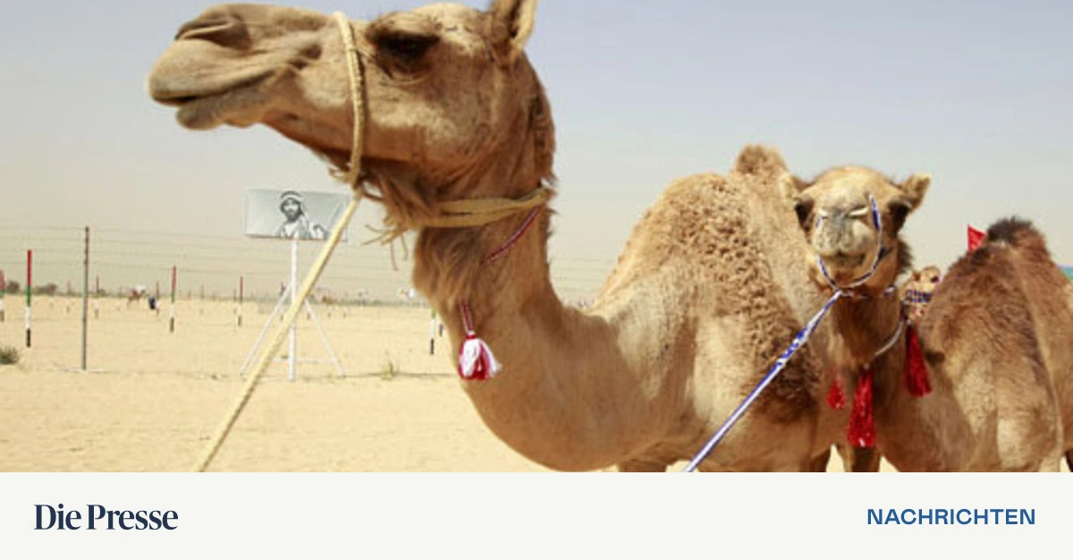 Sindbad lässt grüßen: Willkommen im Oman! – DiePresse.com
