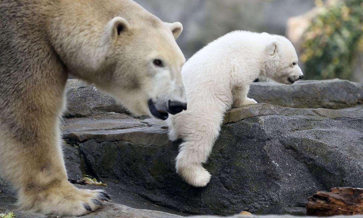 Schönbrunn: Eisbären-Baby ist ein Mädchen – DiePresse.com
