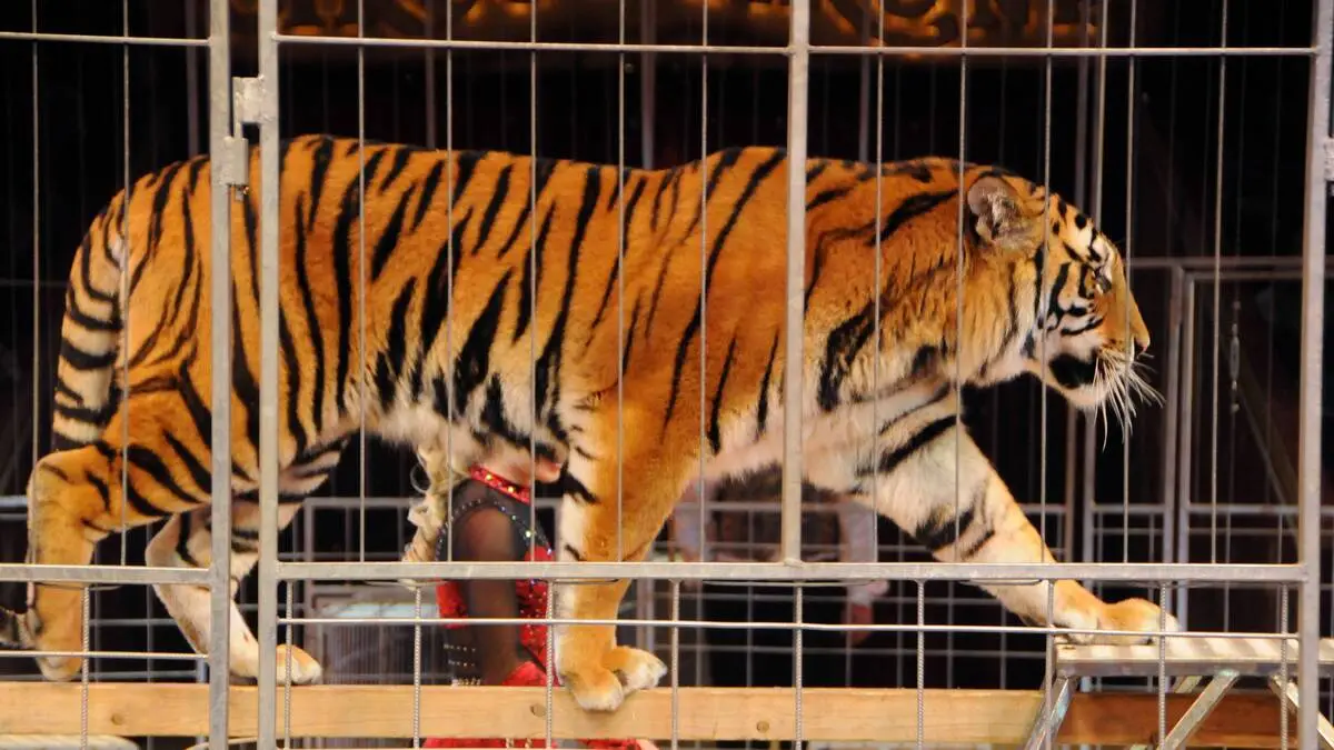 Polizei erschießt „Sandokan“: Sibirischer Tiger streunte durch deutsche ...