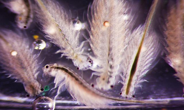 Salzsee in Utah nährt noch die halbe Erde | DiePresse.com