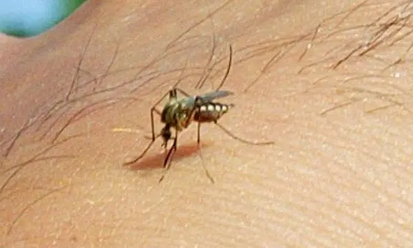 Tipps gegen die Gelsenplage im eigenen Garten – DiePresse.com