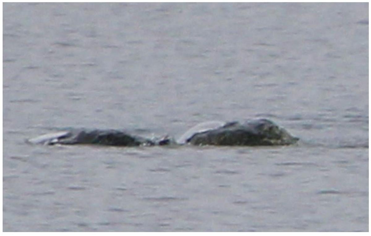 „Aufregendste Fotos von Nessie“: Gibt es das Monster doch? – DiePresse.com