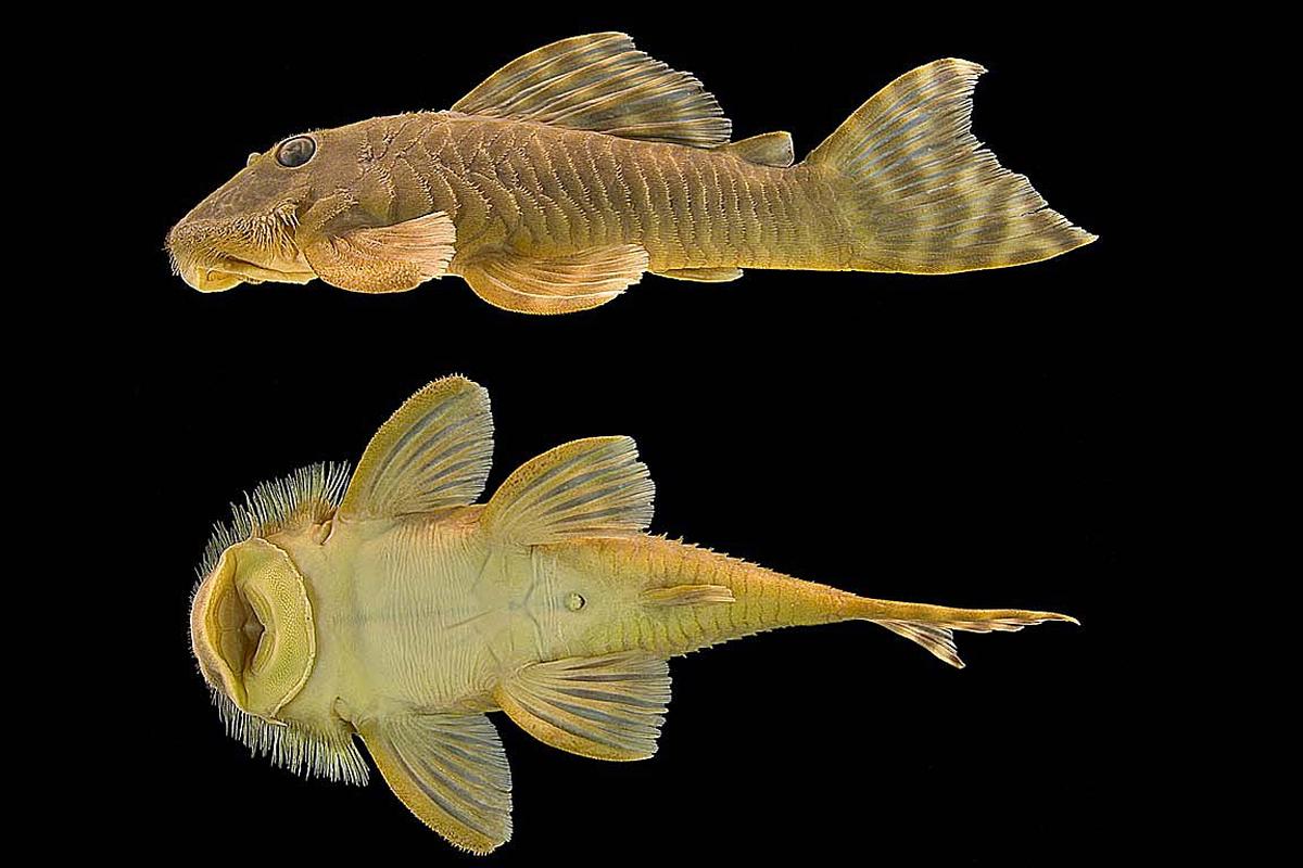 Nachrichten | DiePresse.com