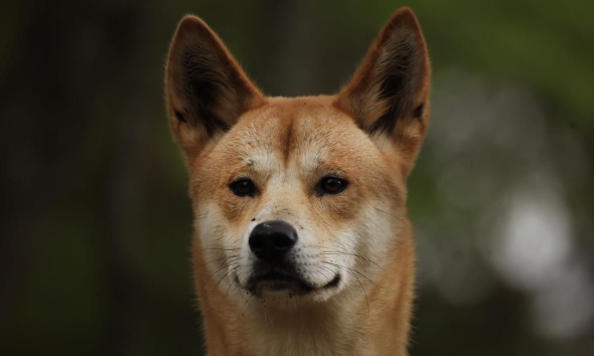 Vorfälle häufen sich: Dingo-Rudel geht auf Joggerin los | DiePresse.com