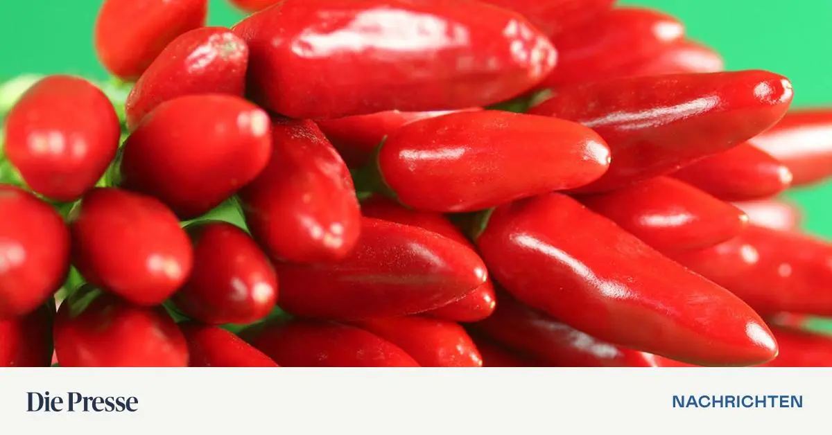 Ein Pflaster mit Chili gegen Nervenschmerz – DiePresse.com