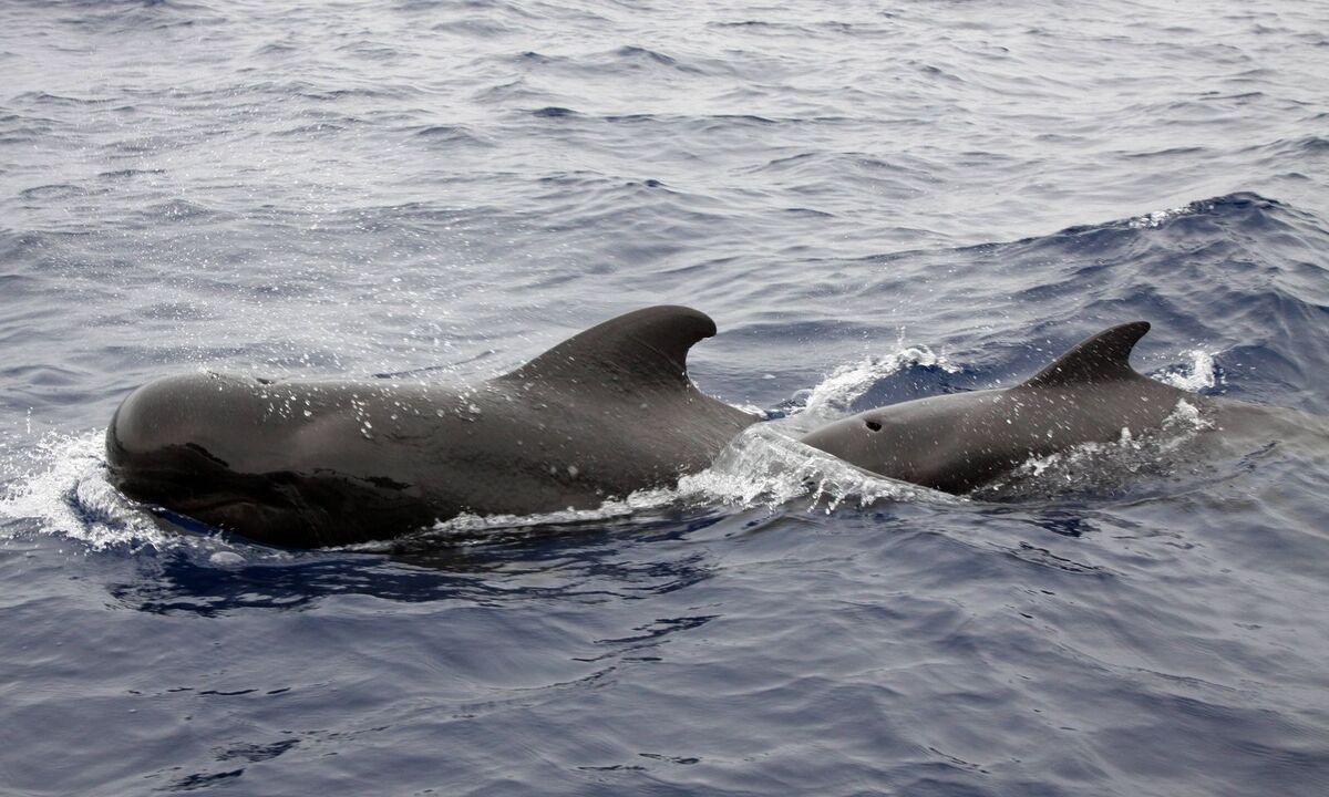 Großteil der 230 in Australien gestrandeten Grindwale verendet ...
