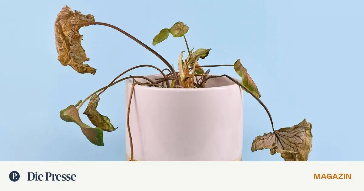 Sterben Pflanzen auch an Altersschwäche? | DiePresse.com