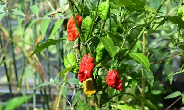 Carolina Reaper: Die schärfsten Chilis der Welt – DiePresse.com
