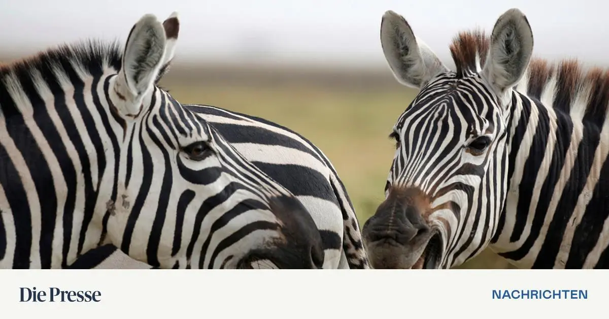 Höchstgericht: Man(n) darf auch Zebra heißen | DiePresse.com