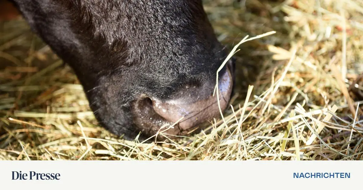 Rind entkommt bei Transport und läuft steirische Schnellstraße entlang ...
