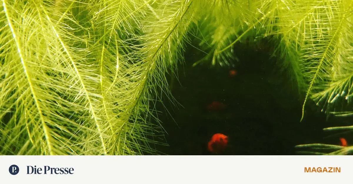 Die Blumen der Nymphen | DiePresse.com