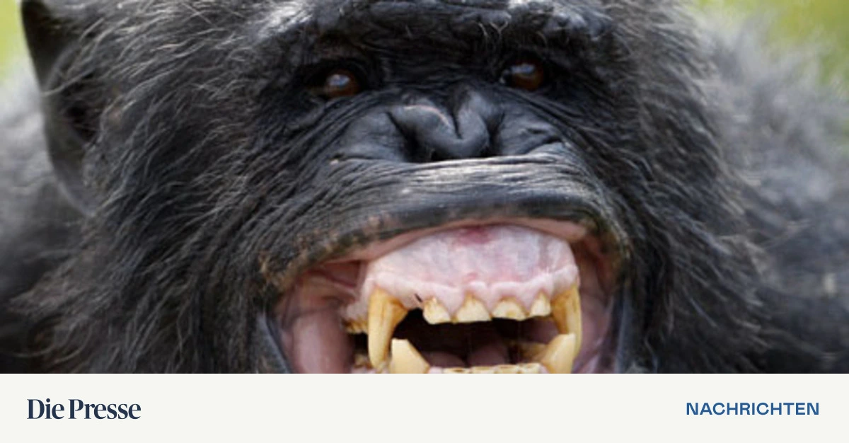 Die Bonobos, auch nur ein Mythos – DiePresse.com