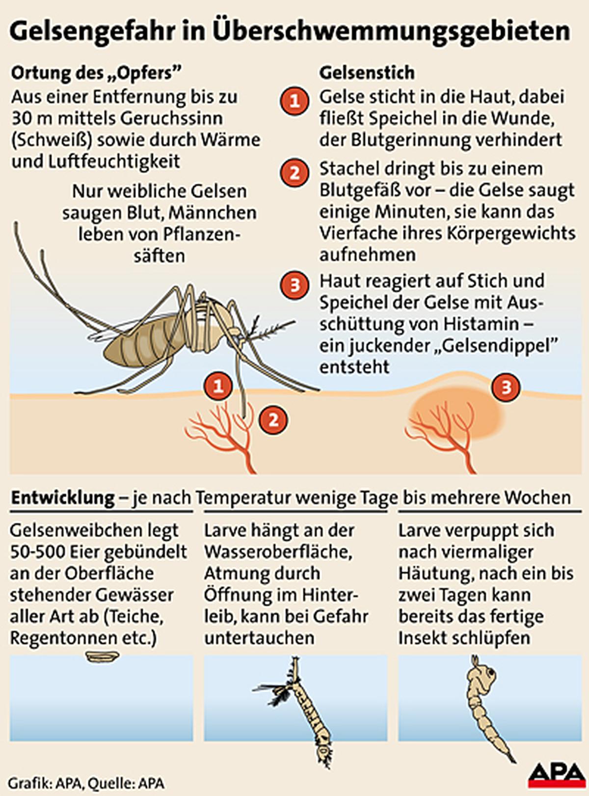 Gelsenplage: "Entscheidend ist die Temperatur" | DiePresse.com