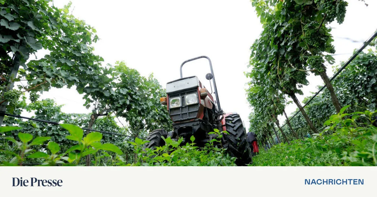 Thomas Lehner: "Ich habe alles selbst herausgefordert" – DiePresse.com