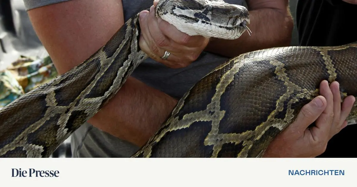 Python soll Mann in Indonesien verschlungen haben – DiePresse.com