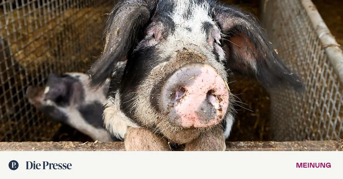 Eine Frage der Haltung: Wie Fleisch gekennzeichnet gehört | DiePresse.com