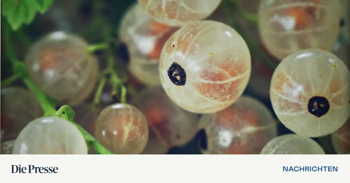 Ribiseln: Asche auf das falsche Haupt – DiePresse.com