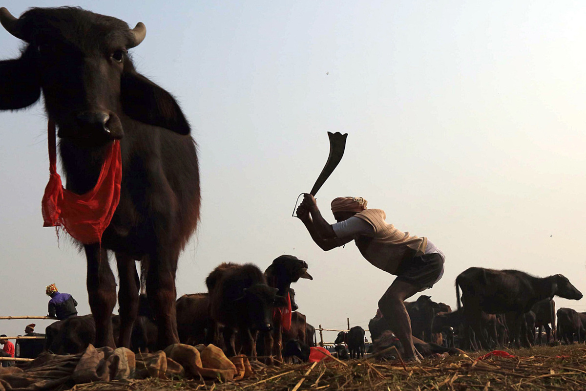 Hunderttausende Tiere bei Opferfest in Nepal getötet | DiePresse.com