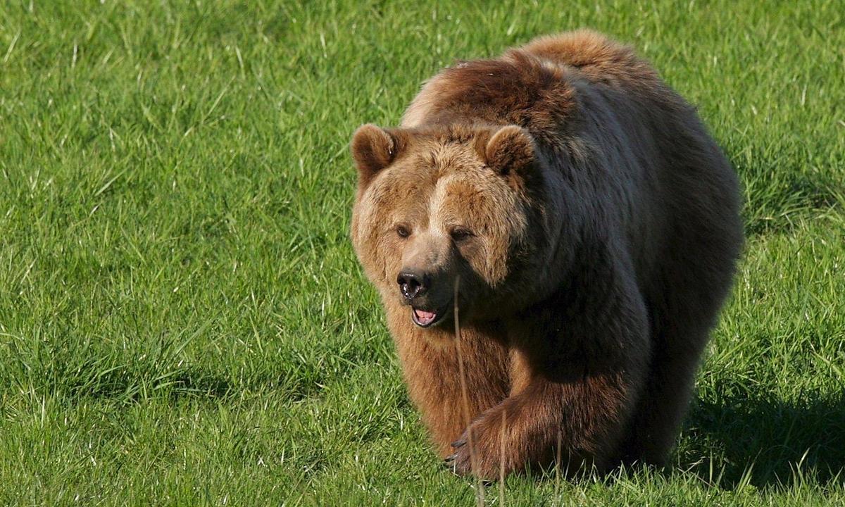 Nach Spuren im Schnee: Wanderer sichten Bär in Salzburg | DiePresse.com