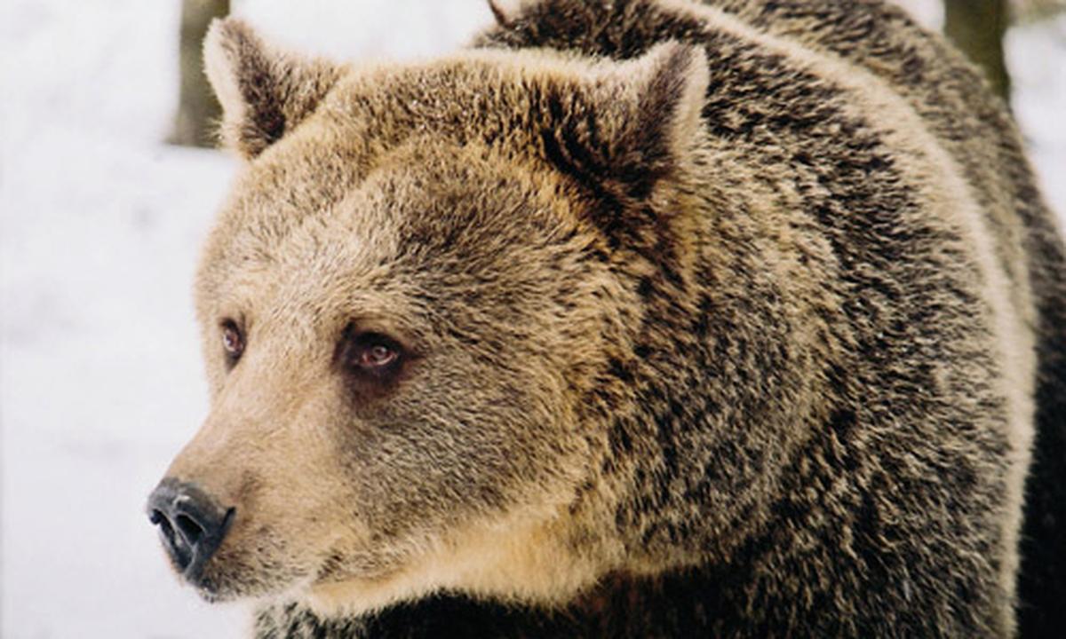 Arbesbach: Familienwanderung mit Beeren und Bären | DiePresse.com