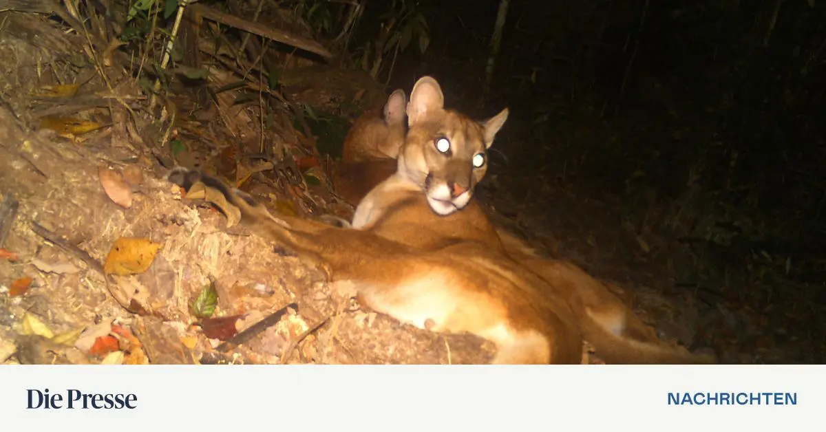 Pest-Bakterien in fast jedem zweiten getesteten Puma – DiePresse.com