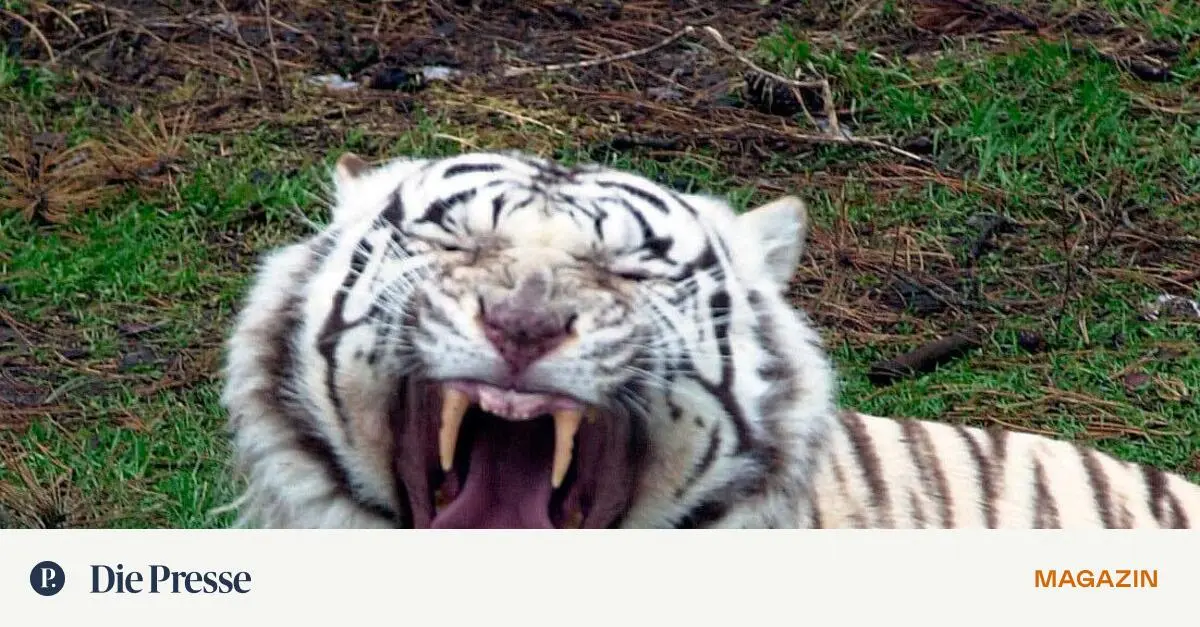 Warum reckt und streckt man sich in der Früh? | DiePresse.com