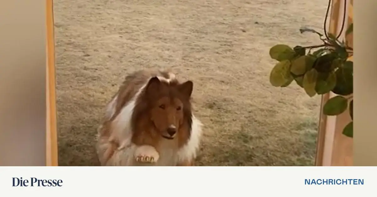 Traum verwirklicht: Japaner verwandelt sich in Hund – DiePresse.com Traum verwirklicht: Japaner verwandelt sich in Hund – DiePresse.com