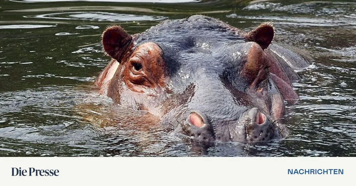 Nilpferd greift Schüler-Fähre an: Mindestens zwei Tote | DiePresse.com