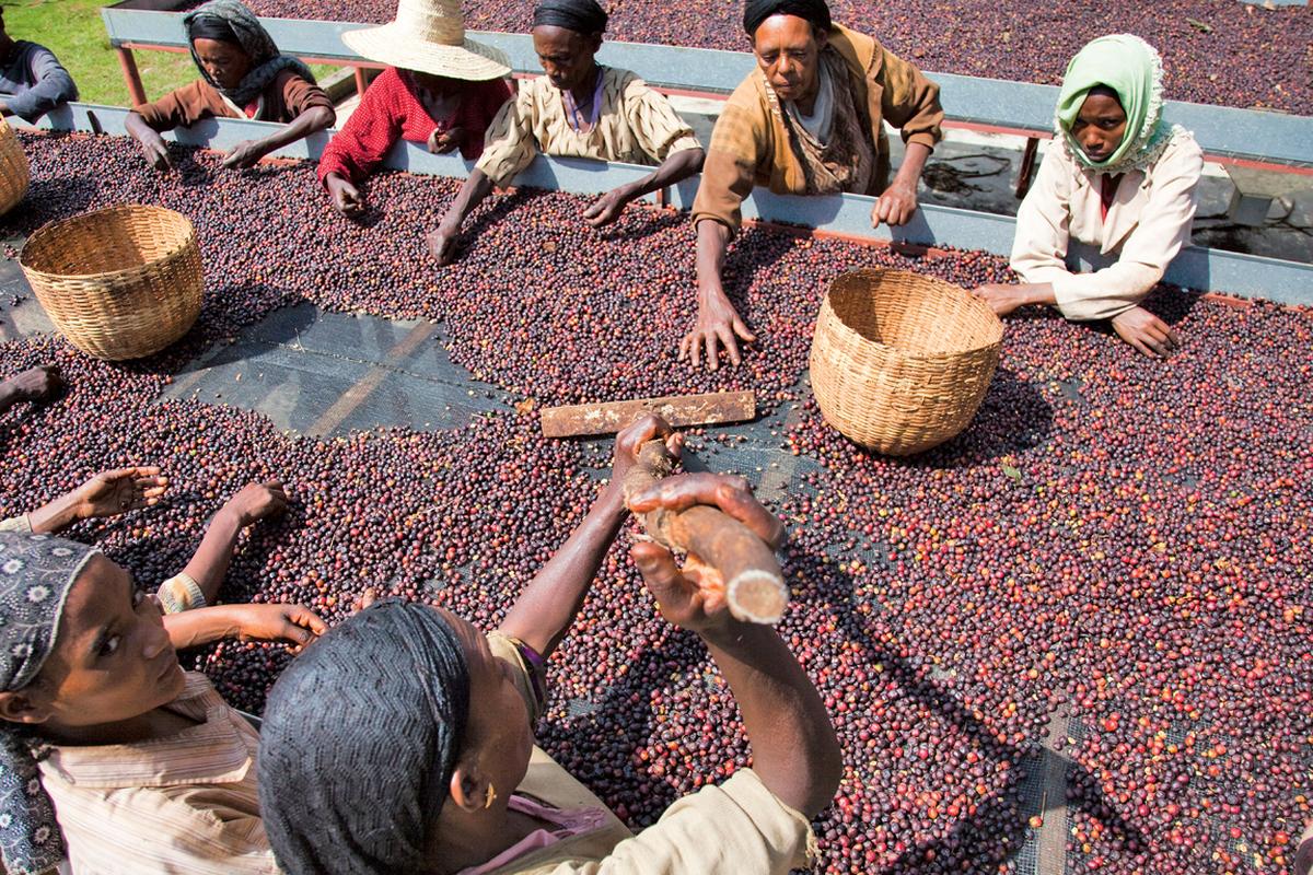 Kaffeeverkostungs-Expedition | DiePresse.com