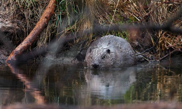 Biberdamm erspart tschechischen Behörden Millionen – DiePresse.com