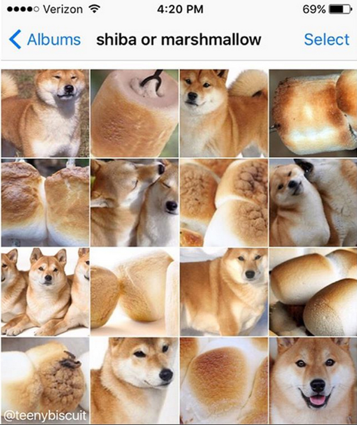 Chihuahua oder Muffin? – DiePresse.com
