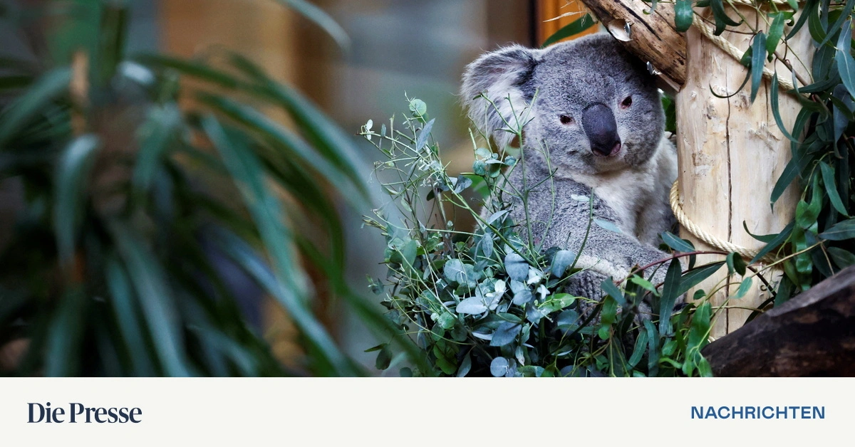 Koala-Kuscheln: Welche Regeln gelten in Down Under? – DiePresse.com