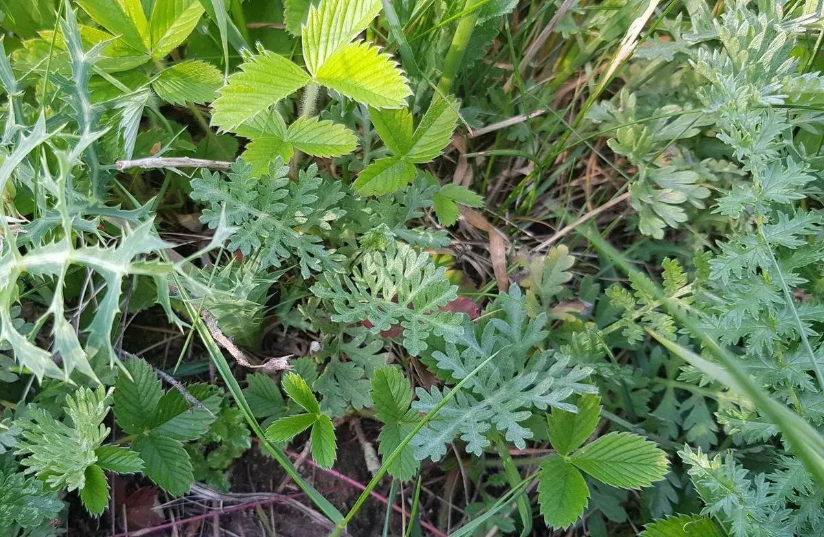 Die Kuhschelle aus Innsbruck und der Wermut vom Bisamberg – DiePresse.com