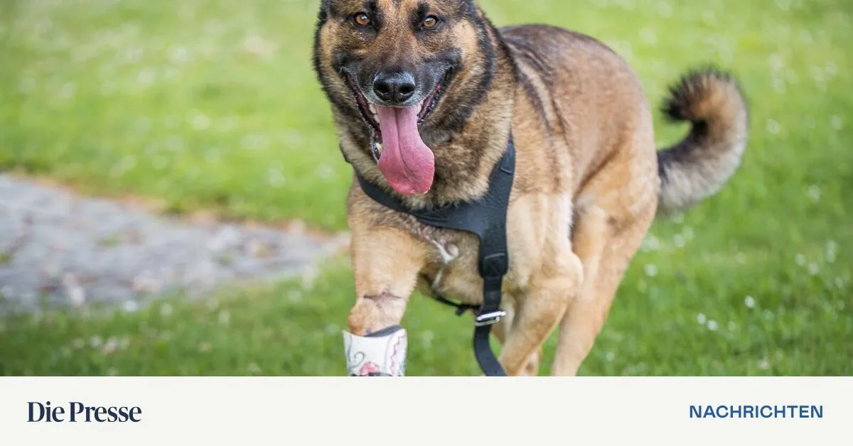 Vierbeiner lernen mit Prothesen wieder laufen | DiePresse.com