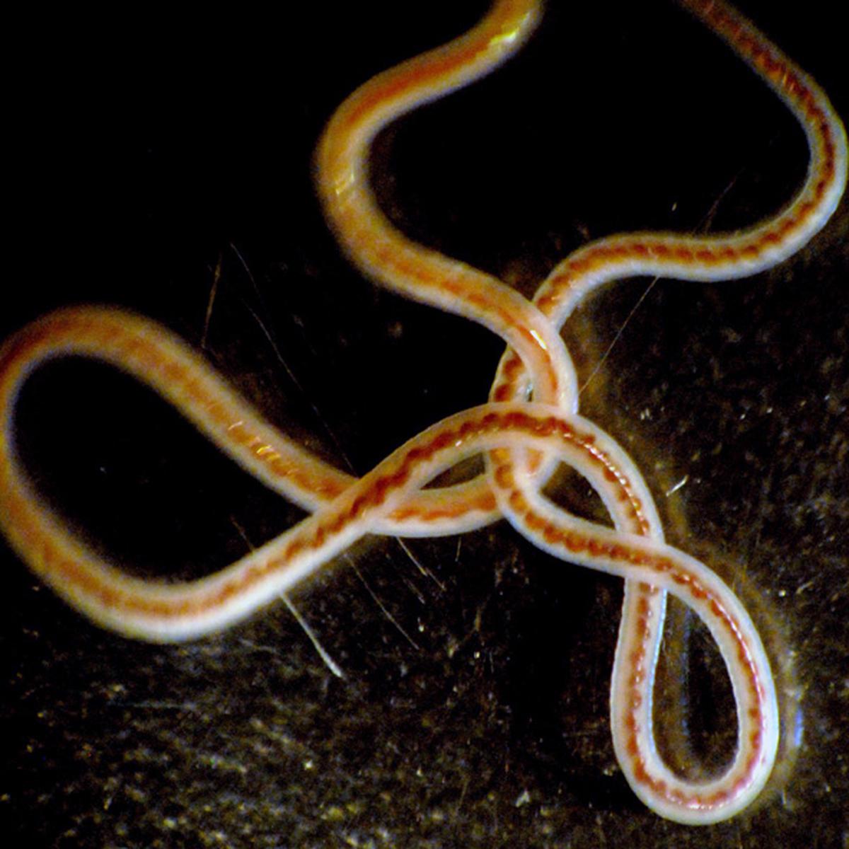 Weißt du, wie viel Krebschen leben – im unterirdischen Wasser ...