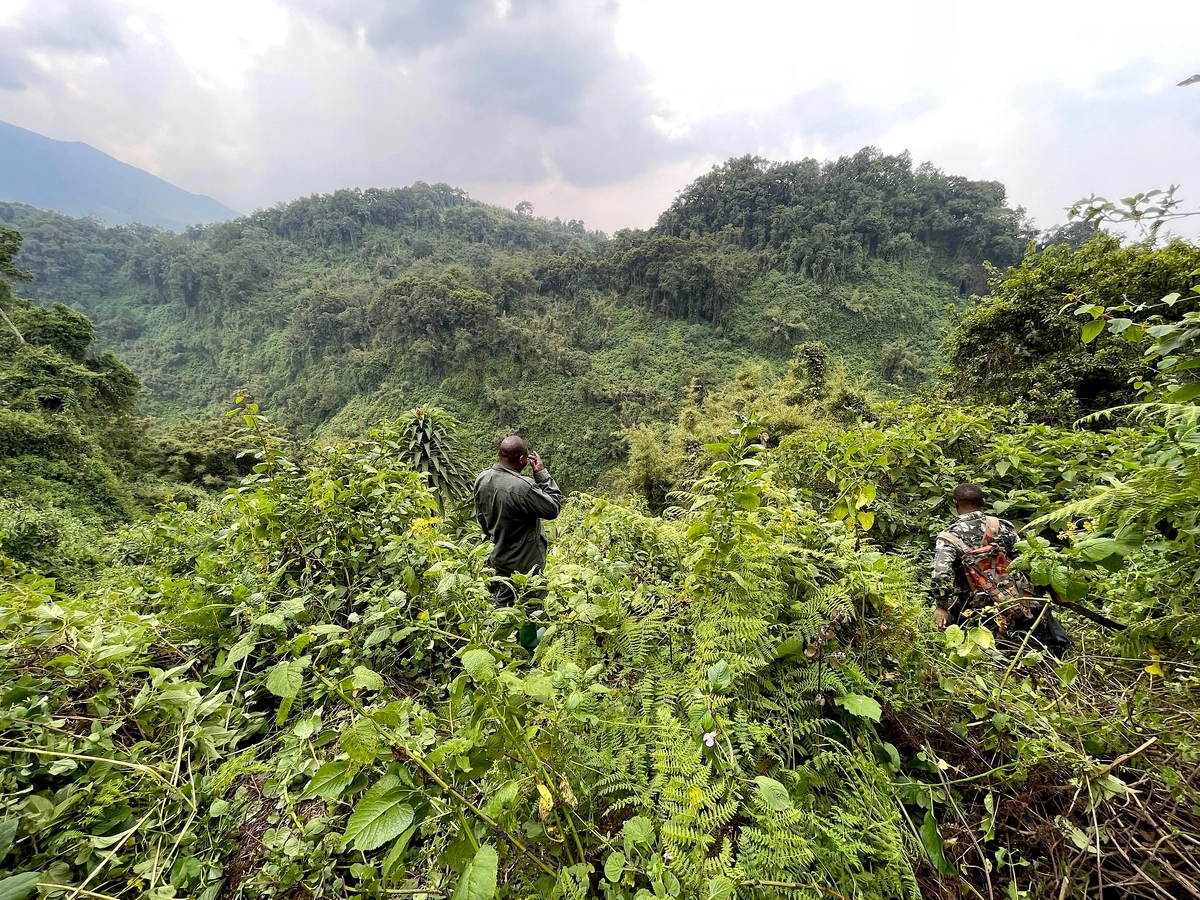 Menschen treffen Berggorillas in Ruanda: Dieser magische Moment der ...