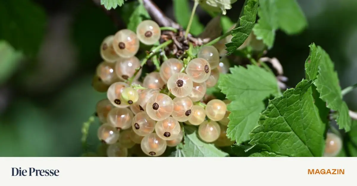 Ribiselbrocken leicht gemacht – DiePresse.com