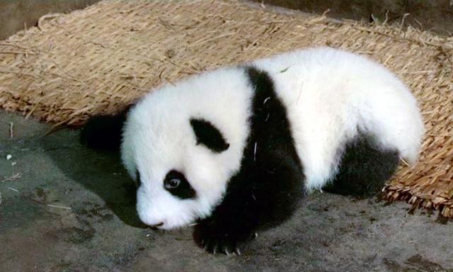 Zahl in freier Wildbahn lebender Pandas gestiegen – DiePresse.com