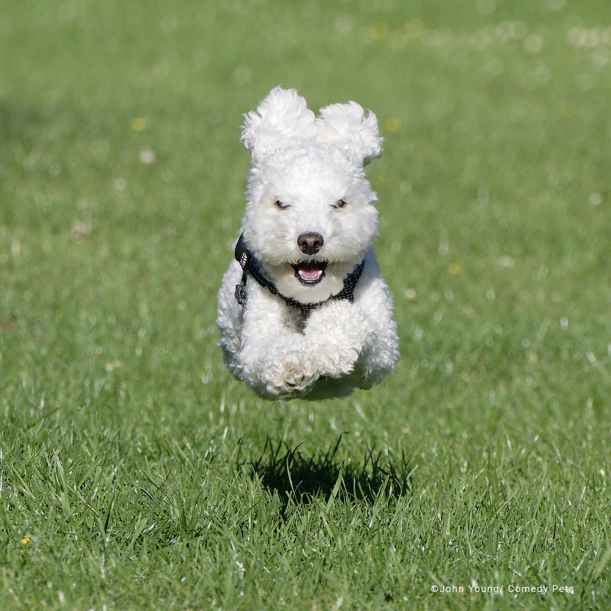 Fliegende Hunde und Katzen: Die lustigsten Tierfotos der Welt ...